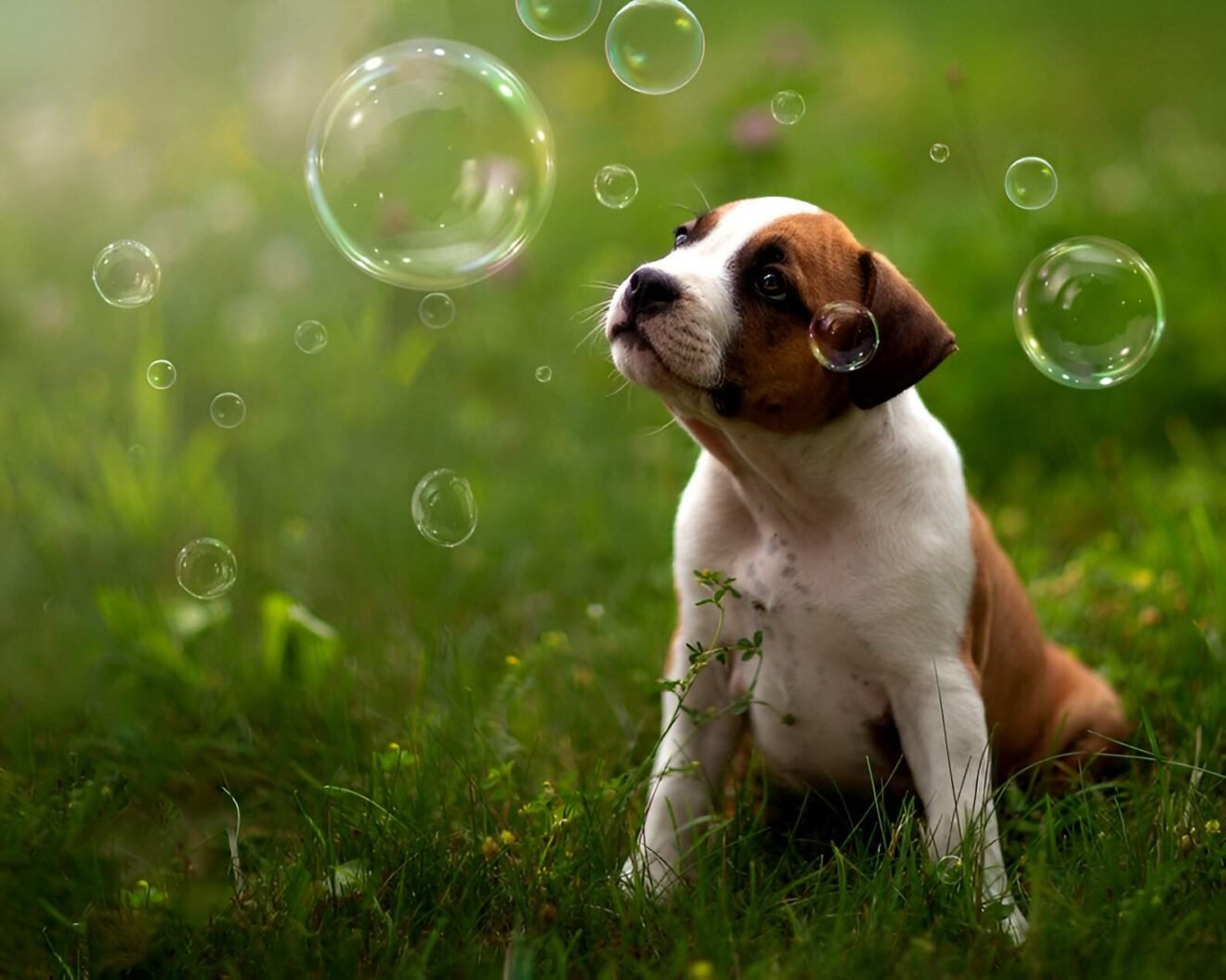 Bubble overlays, Realistic soap bubble overlay, floating bubbles ...